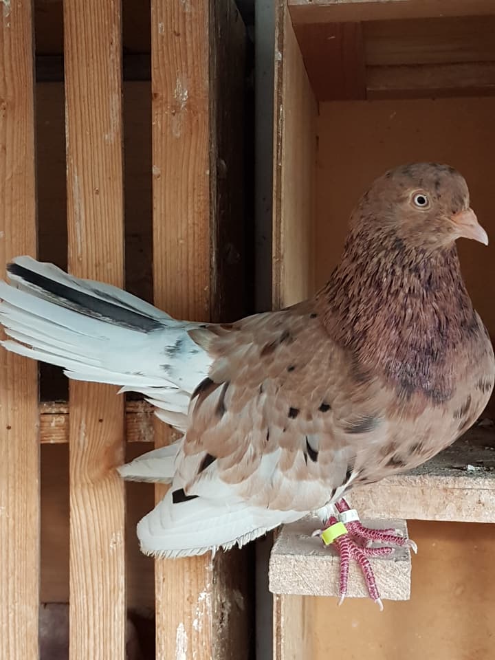 Gallery – Melbourne Pigeon Society Inc.