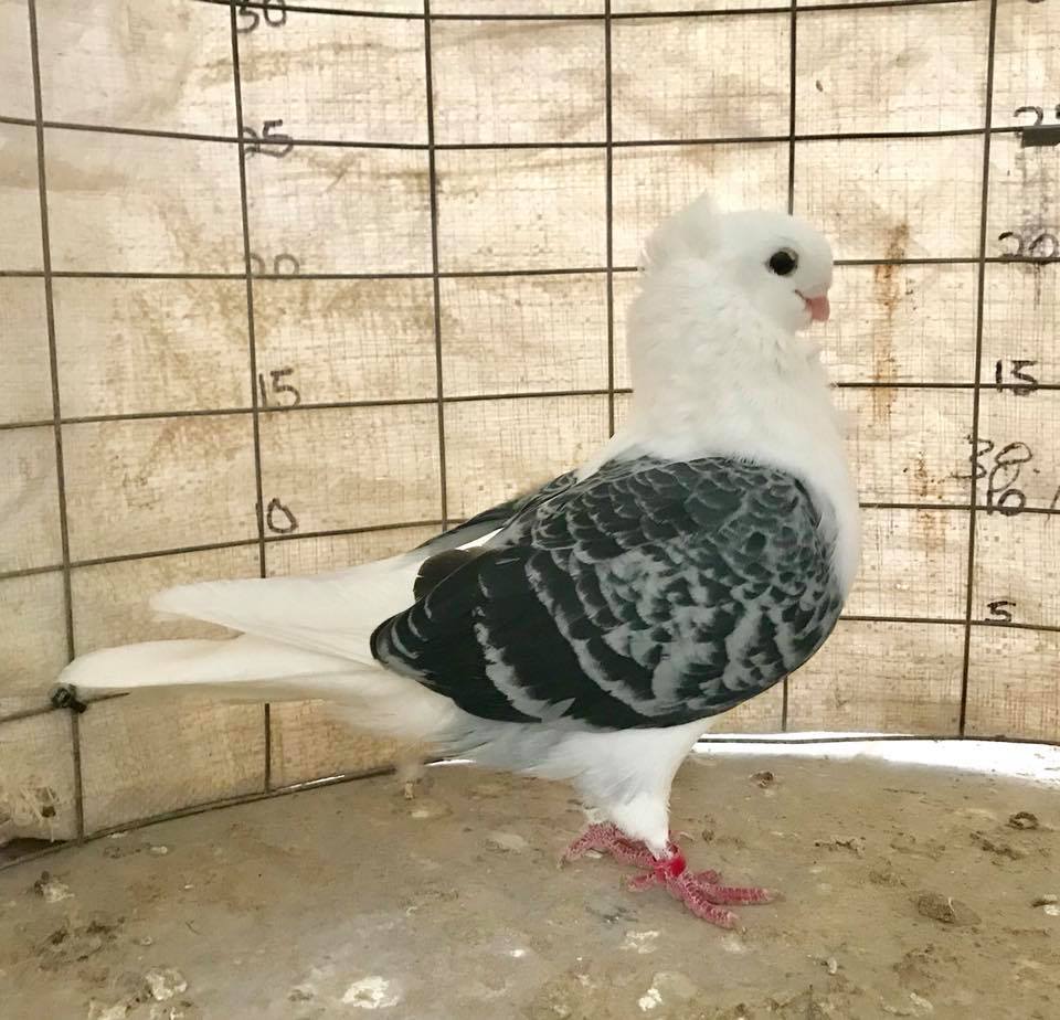 Gallery – Melbourne Pigeon Society Inc.