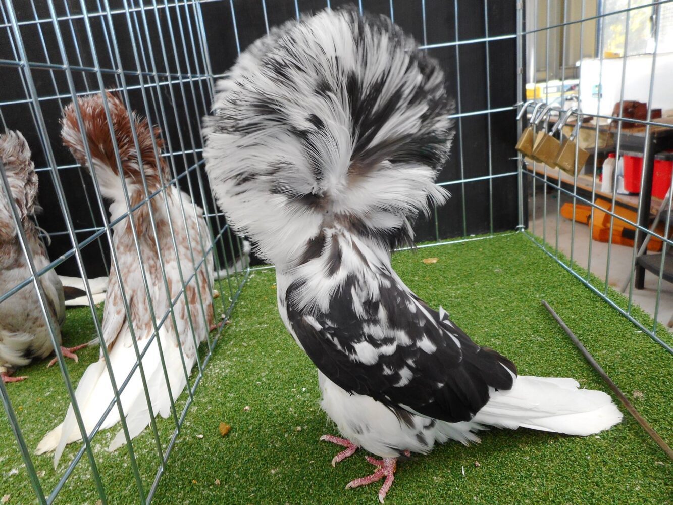 Gallery – Melbourne Pigeon Society Inc.